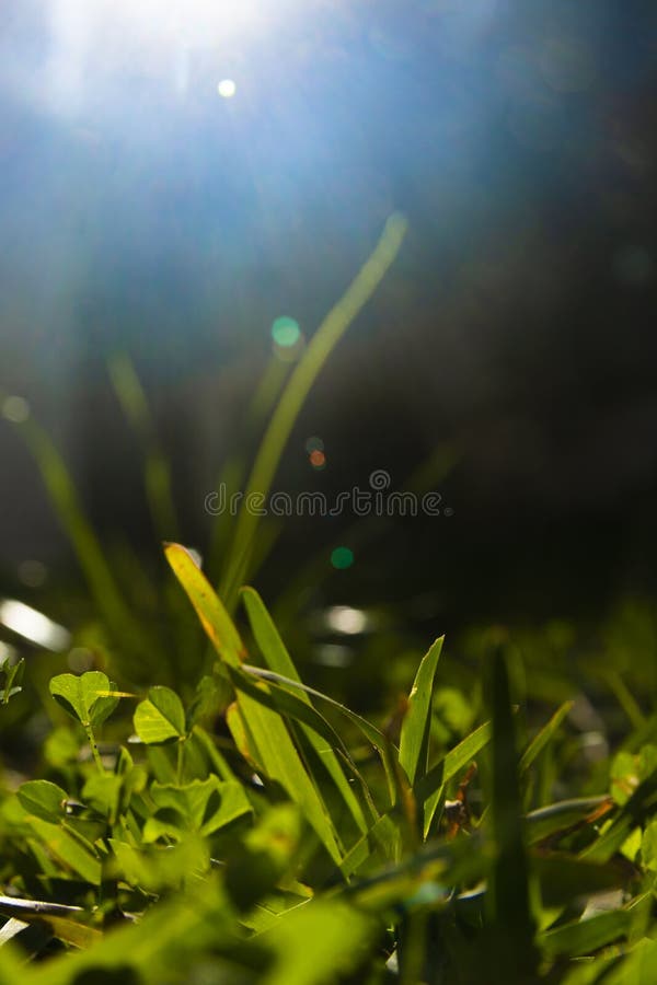 Fresh Green Grass, at Sunrise, Meadow in Spring. Evocative Backlight ...