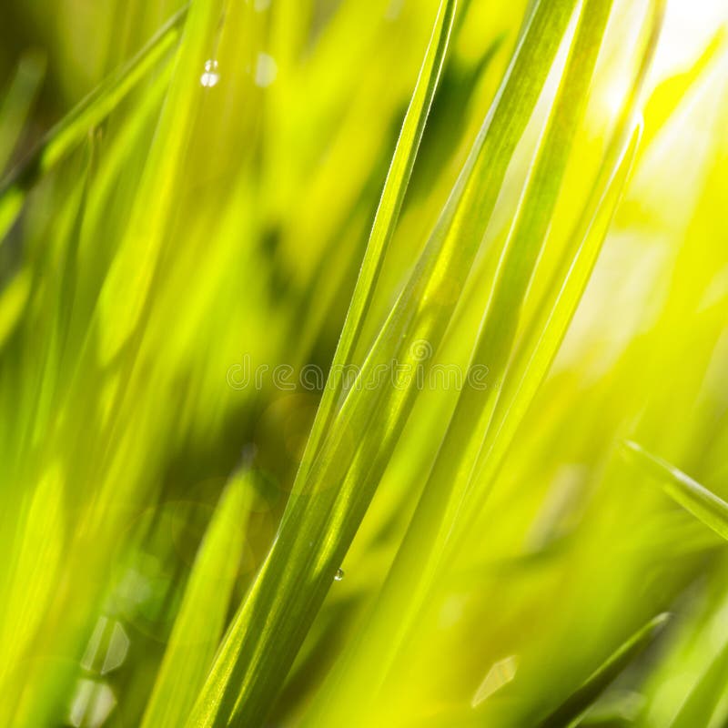 Bright green grass stock photo. Image of close, green - 8481140