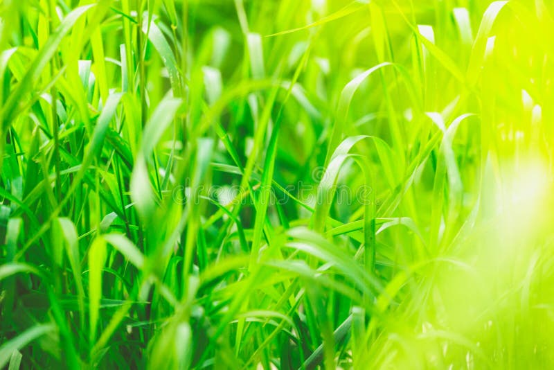 Fresh Green Grass in Sunshine Stock Image - Image of floral, freshness ...