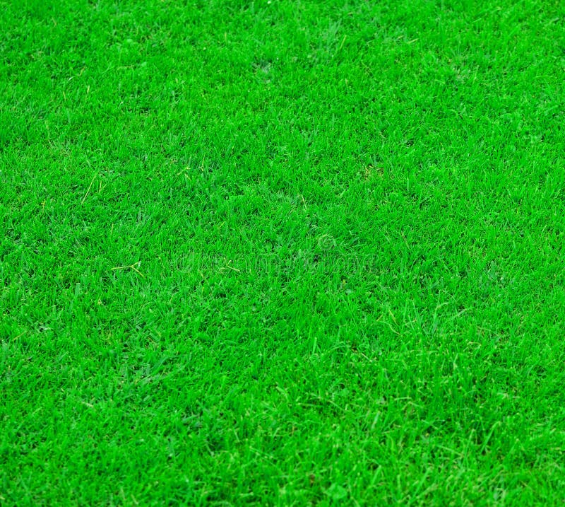 Fresh green grass texture stock photo. Image of grounds - 151727766
