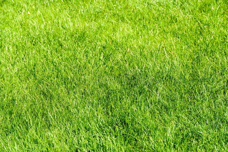 Fresh Green Grass Texture stock image. Image of growth - 62150107