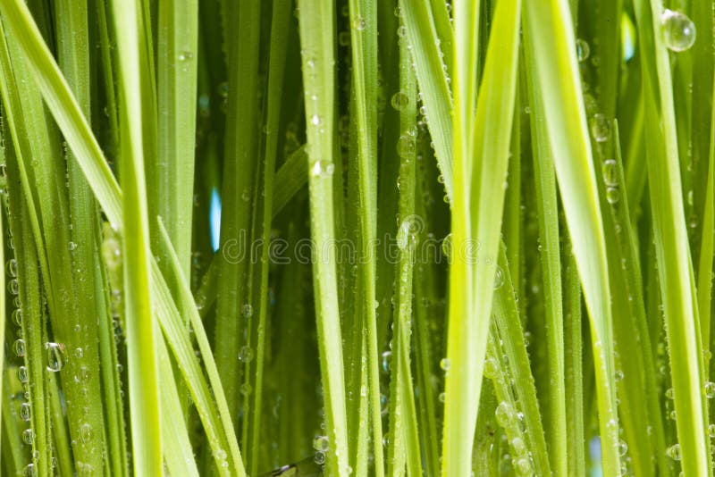 Fresh Green Wheatgrass Texture, Natural Background Stock Image - Image ...