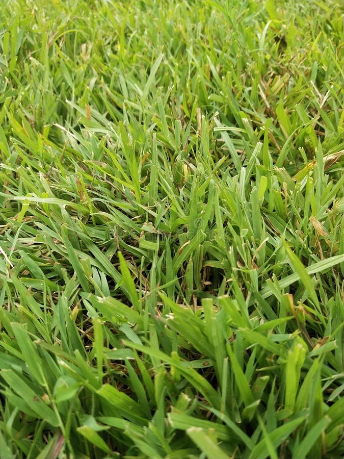 Fresh Green Grass in the Tiny Field Look Like Carpet Stock Photo ...