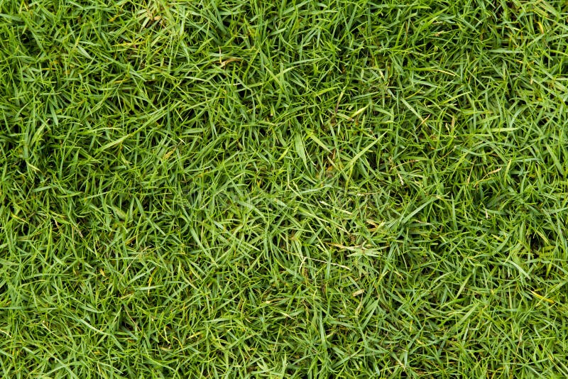 Fresh green grass top view stock image. Image of beautiful - 35942679