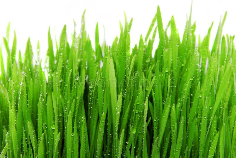 Fresh grass stock photo. Image of life, close, bright - 30037188