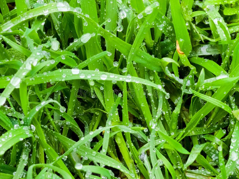 Fresh Green Grass with Water Drops Close-up. Ross in the Spring Stock ...
