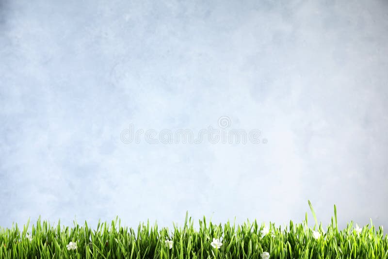 Fresh Green Grass and White Flowers on Background, Space for Text ...