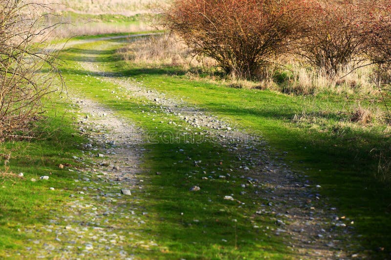 Fresh and Green Gravel Road with Shadows from Shrubs Stock Photo ...
