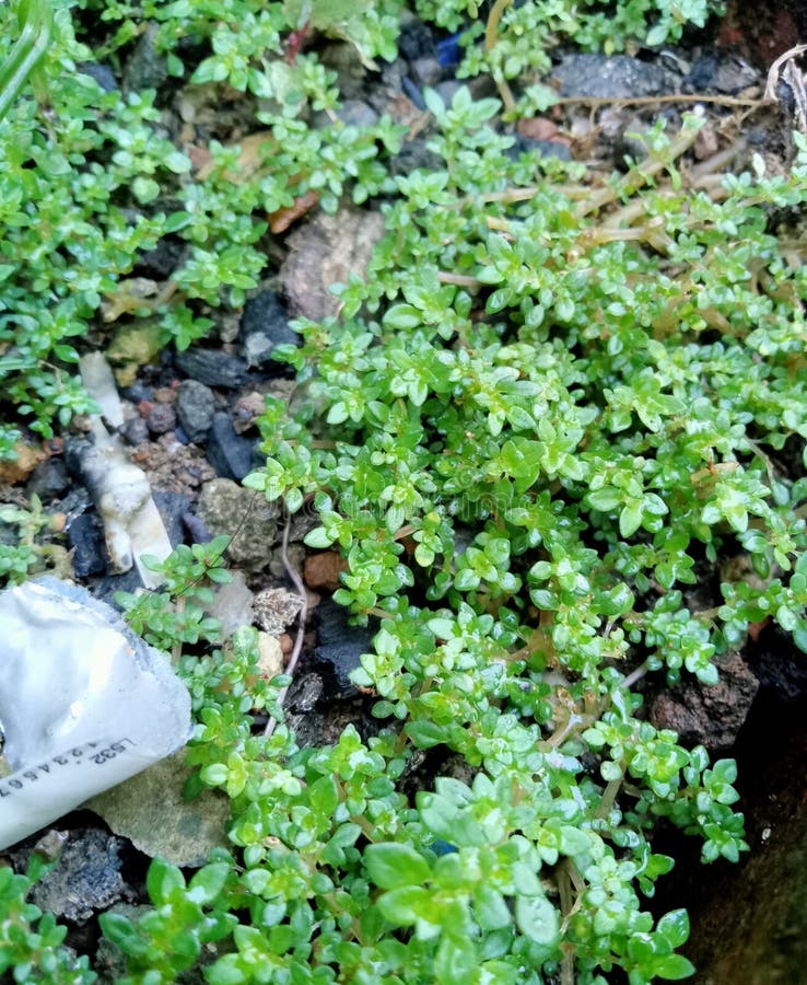 Fresh Green Ground Cover Plants after Rain Stock Image - Image of green ...