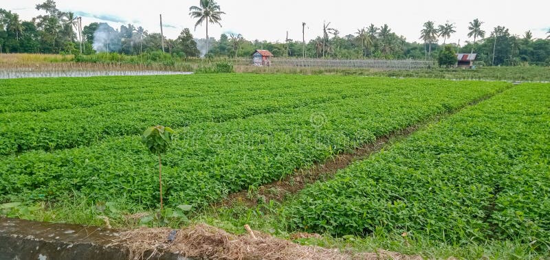 Fresh and Green Ground Peanuts Fields and Cloudy Sky Above. Stock Photo ...