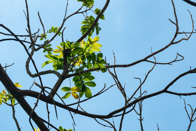 The Fresh Green Growing Leaves on the Tree Stock Photo - Image of multi ...