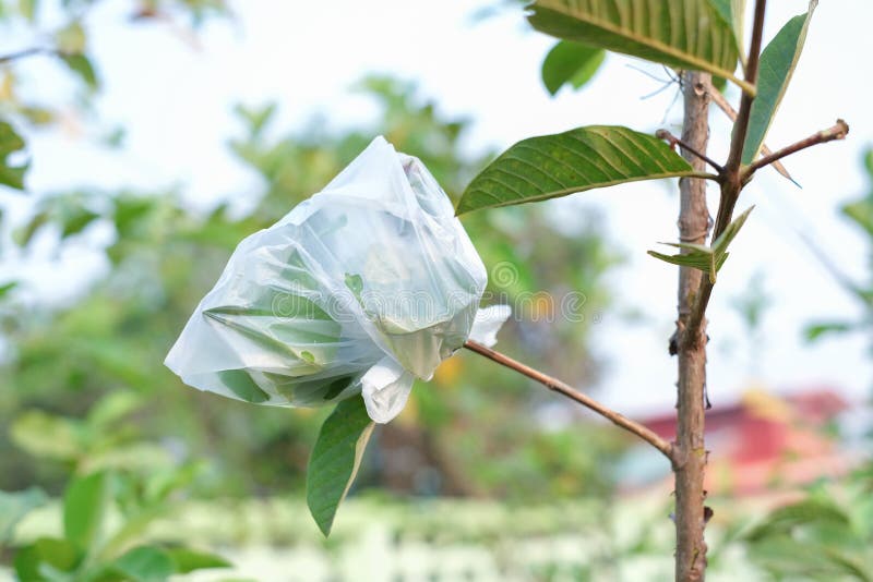 Fresh Green Guava Fruit Wrapped in Plastic Bag on Tree Stock Image ...