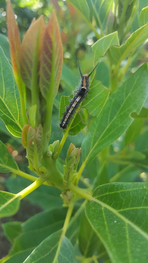 Catterpilar in Green Leaf . Insect of Mango Tree Stock Photo - Image of ...