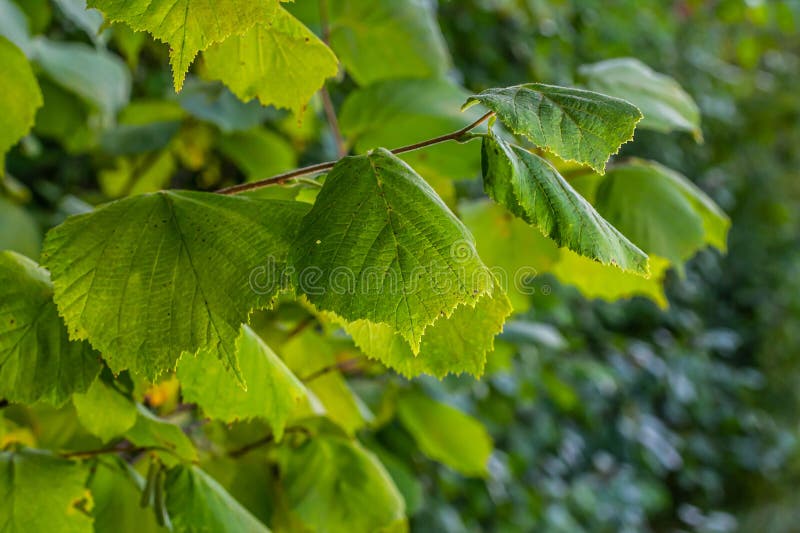 Fresh Green Hazel Leaves Close Up on Branch of Tree in Spring with ...