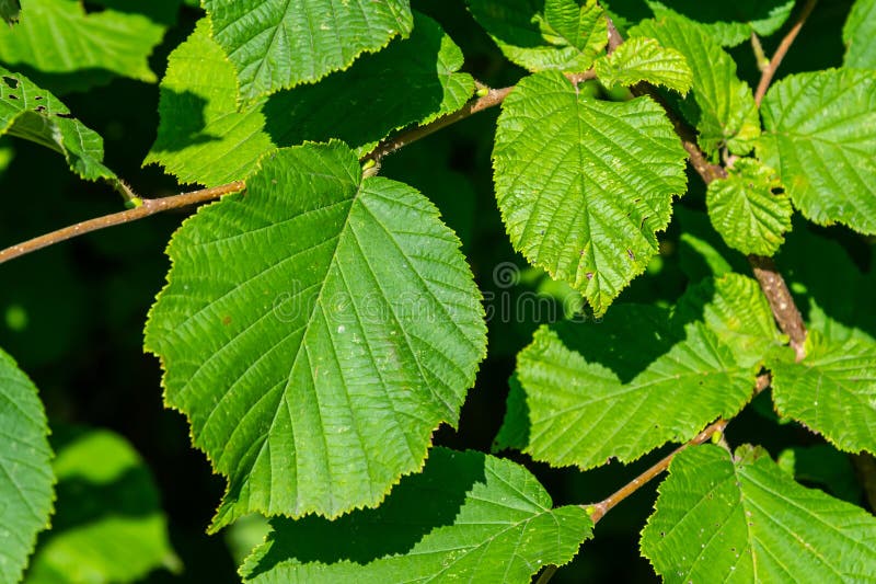Fresh Green Hazel Leaves Close Up on Branch of Tree in Spring with ...