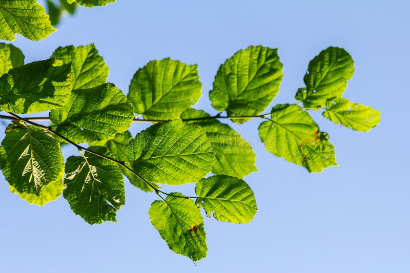 Fresh Green Hazel Leaves Close Up on Branch of Tree in Spring with ...