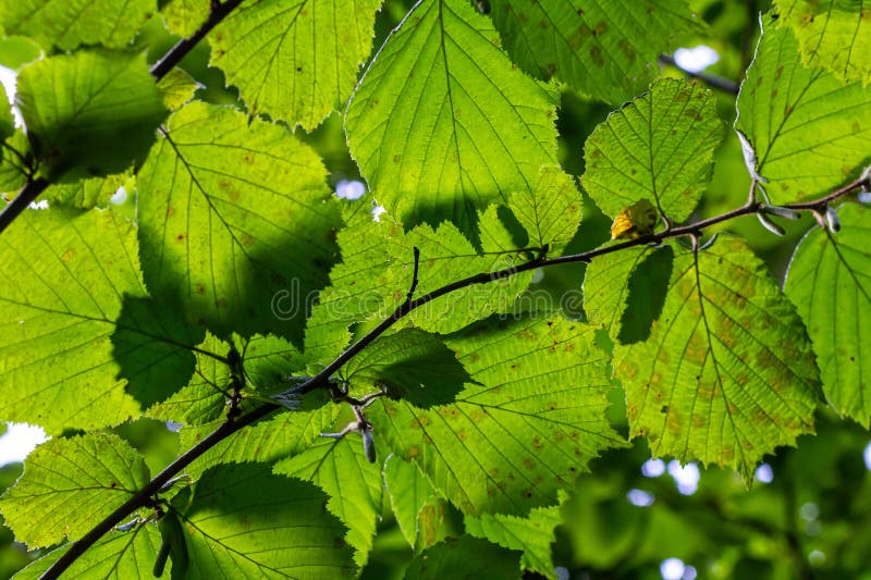 Fresh Green Hazel Leaves Close Up on Branch of Tree in Spring with ...