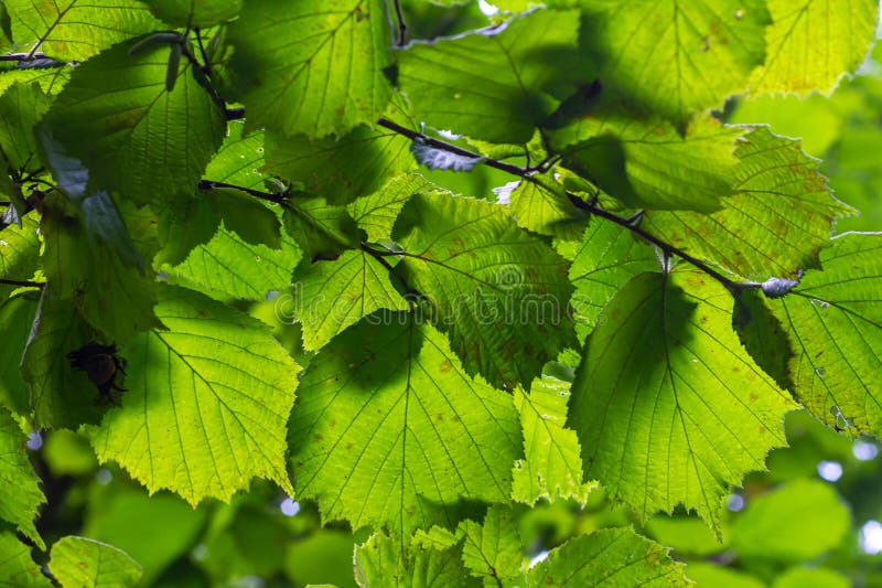 Fresh Green Hazel Leaves Close Up on Branch of Tree in Spring with ...