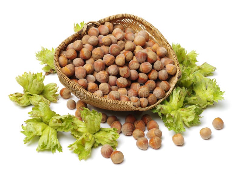 Fresh Green hazelnut stock photo. Image of hazelnut - 135980464