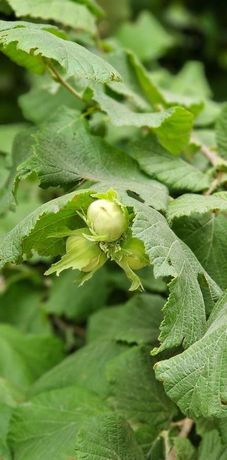 Fresh Green Hazelnut Fruits Not yet Ripe Stock Photo - Image of ...