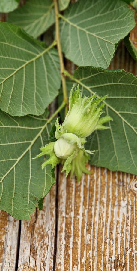 Fresh Green Hazelnut Fruits Not yet Ripe Stock Image - Image of plant ...