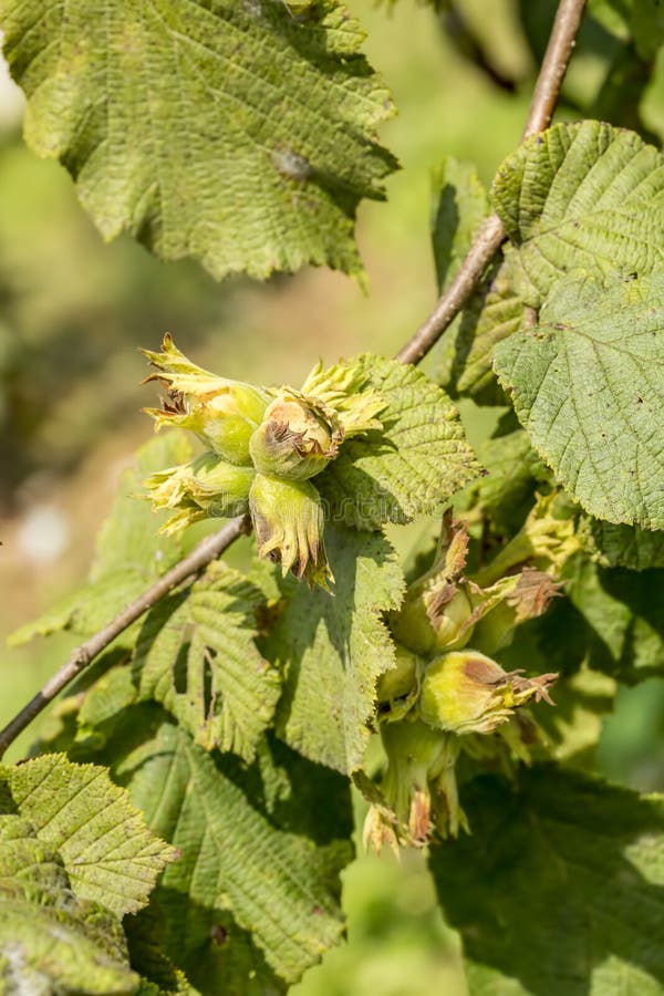 Fresh Green Hazelnuts are Growing on the Tree, Turkey / Ordu Stock ...