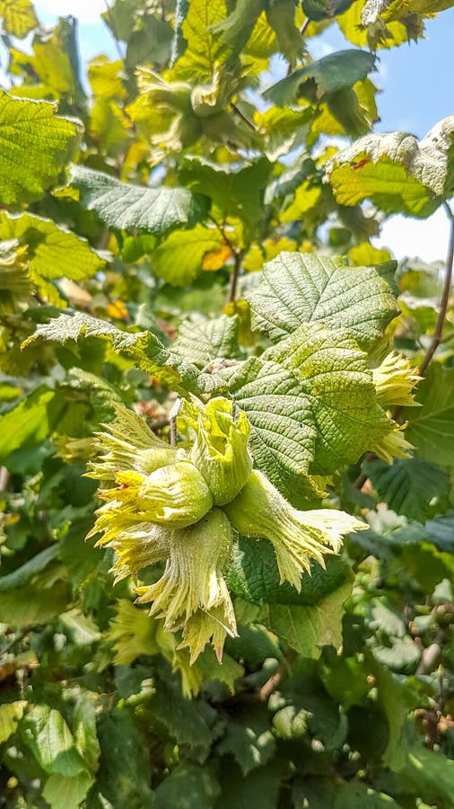 Fresh Green Hazelnuts are Growing on the Tree, Turkey / Ordu Stock ...