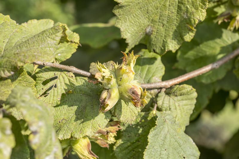 Fresh Green Hazelnuts are Growing on the Tree, Turkey / Ordu Stock ...