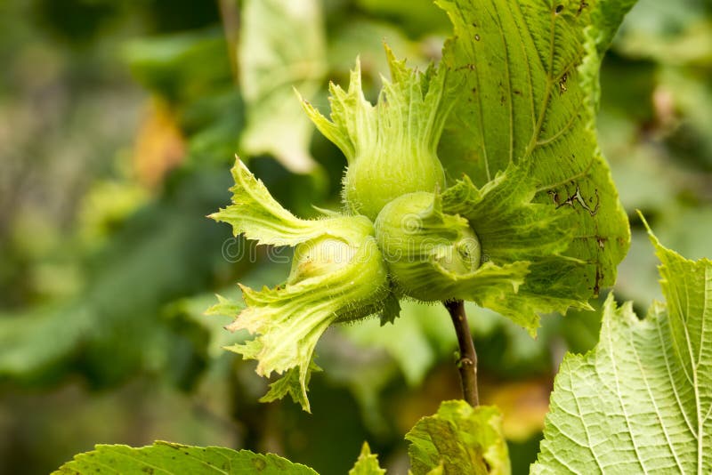 Fresh Green Hazelnuts are Growing on the Tree, Turkey / Ordu Stock ...