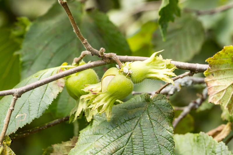 Fresh Green Hazelnuts are Growing on the Tree, Turkey / Ordu Stock ...