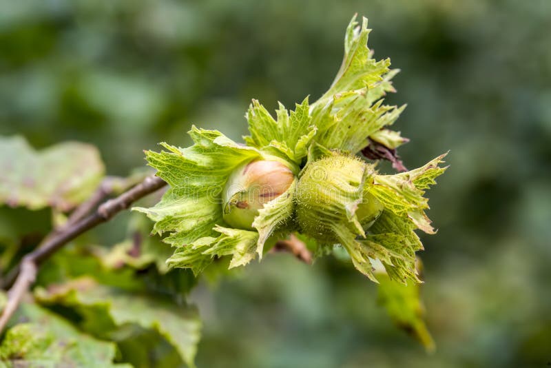 Fresh Green Hazelnuts are Growing on the Tree, Turkey / Ordu Stock ...