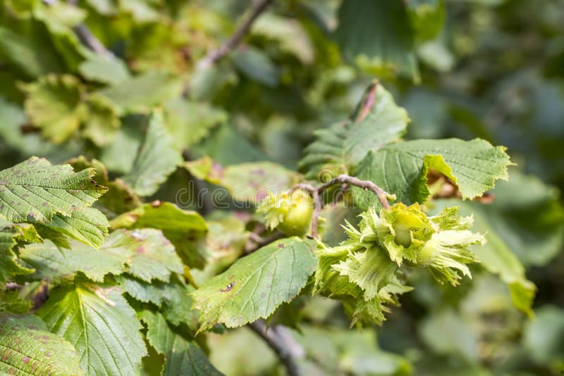 Fresh Green Hazelnuts are Growing on the Tree, Turkey / Ordu Stock ...