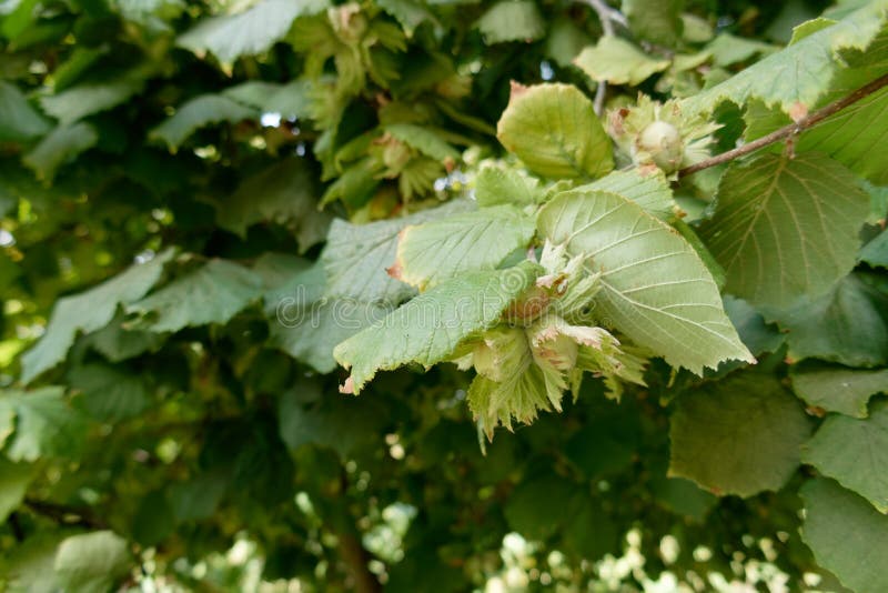 Fresh Green Hazelnuts on the Tree Corylus Avellana . Tuscany, Italy ...