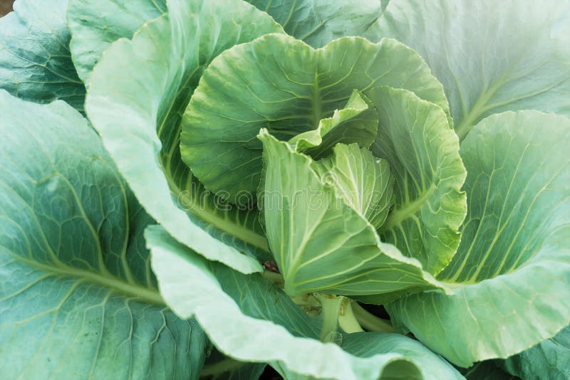 Fresh Green Head of Cabbage on the Field Stock Image - Image of head ...