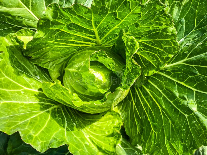 Fresh Green Head of Cabbage Stock Image - Image of nutrition, salad ...