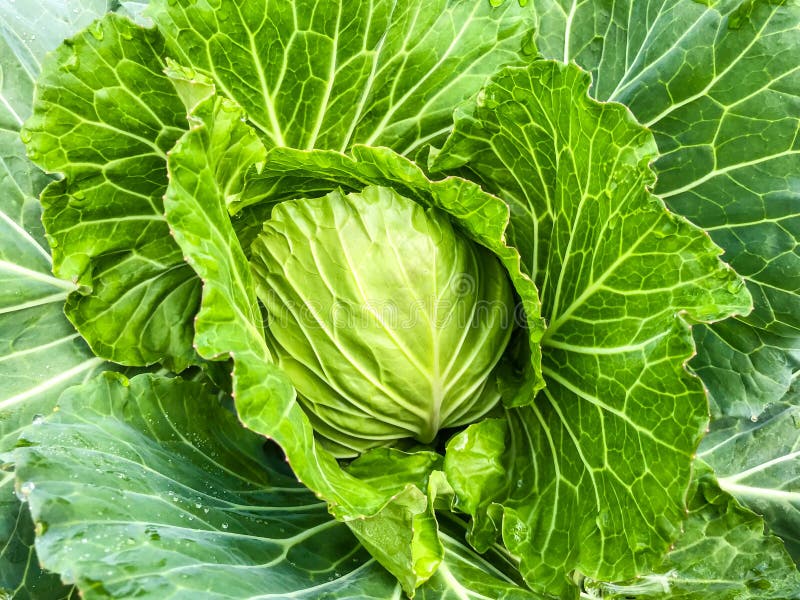 Fresh Green Head of Cabbage Stock Image - Image of bright, natural ...