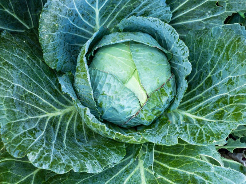 Fresh Green Head of Cabbage Useful Vegetable Stock Image - Image of ...