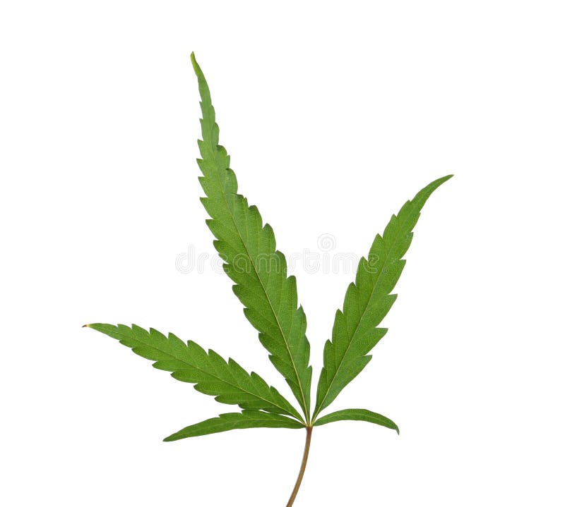 Fresh green hemp leaf stock photo. Image of floral, botany - 124058000