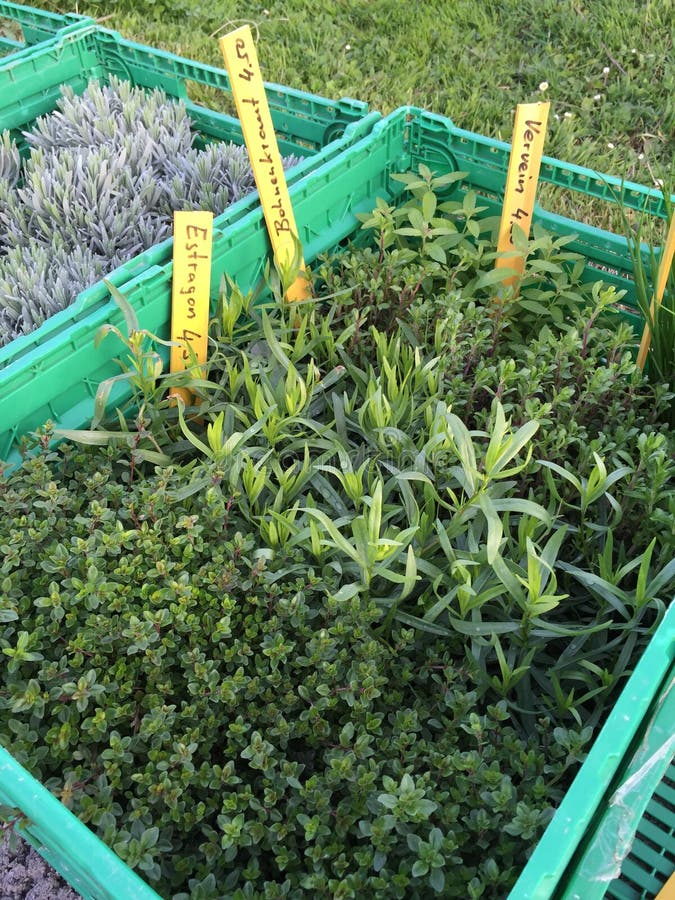 Fresh Green Herbs in Green Boxes Stock Photo - Image of healthy ...