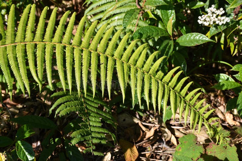 Himalayan Forest , Redish Yellow Tree and Green Ridges Stock Photo ...