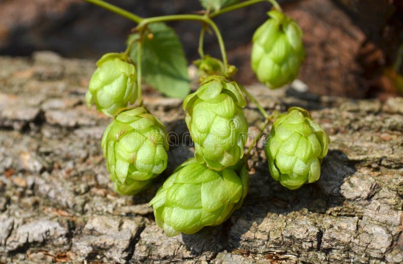 Fresh green hop stock photo. Image of climber, food, leaves - 44951016