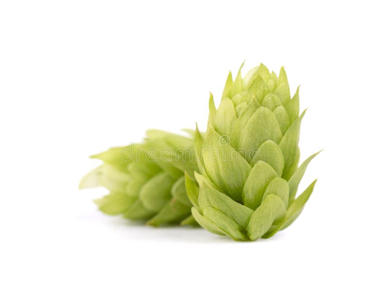 Fresh Green Hop Branch, Isolated on White Background Stock Photo ...