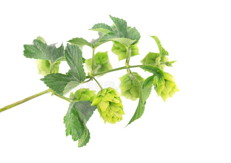Fresh Green Hop Branch, Isolated on White Background. Macro Stock Image ...