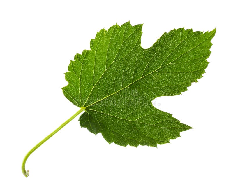 Fresh Green Hop Leaf Isolated on White Stock Photo - Image of herbal ...