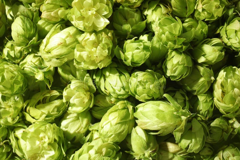 Fresh Green Hops As Background Stock Photo - Image of plant ...