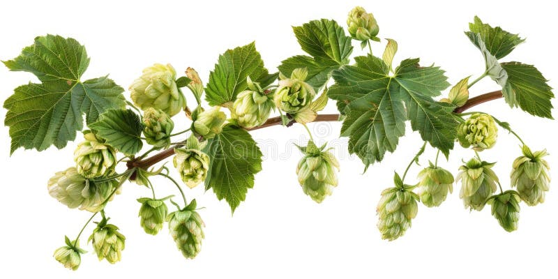 Fresh Green Hops Branch, Perfect for Brewing and Beer Related Designs ...