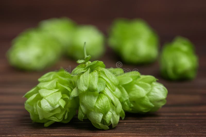 Fresh Green Hops Cone on a Wooden Table. Close Up Stock Image - Image ...