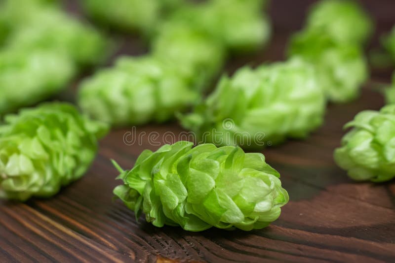 Fresh Green Hops Cone on a Wooden Table. Close Up Stock Photo - Image ...