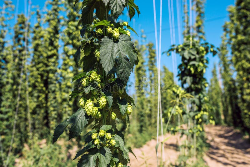 Fresh Green Hops in a Field. Close-up. Stock Image - Image of beer ...