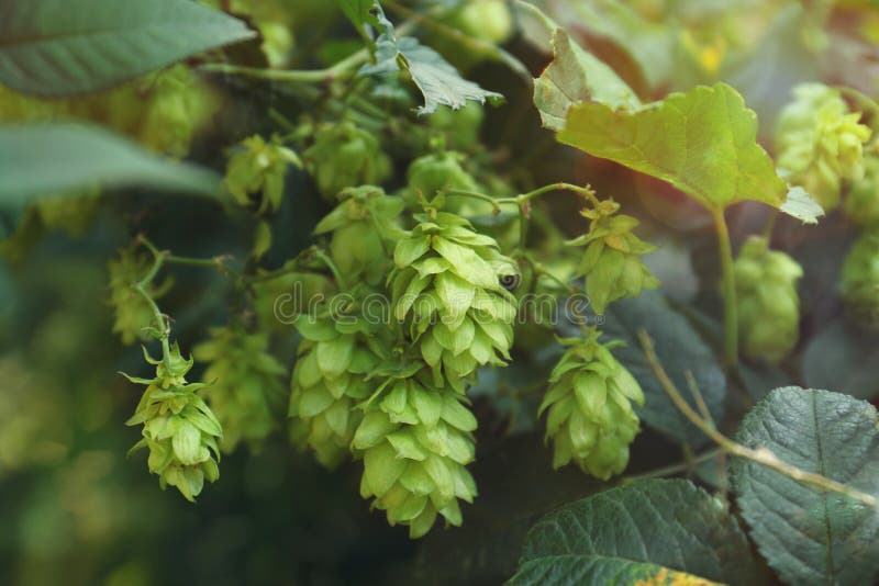 Fresh Green Hops Growing on Branch Outdoors, Closeup Stock Image ...